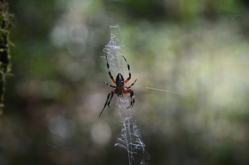 A Day in Congaree National Park – taytrum travels